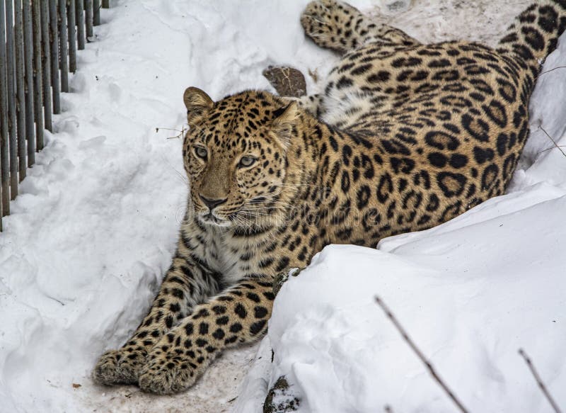Leopard in winter stock image. Image of leopard, wildlife - 208235235