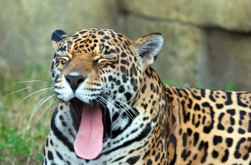 Leopard Yawning 2 stock image. Image of creature, mammal - 1535181
