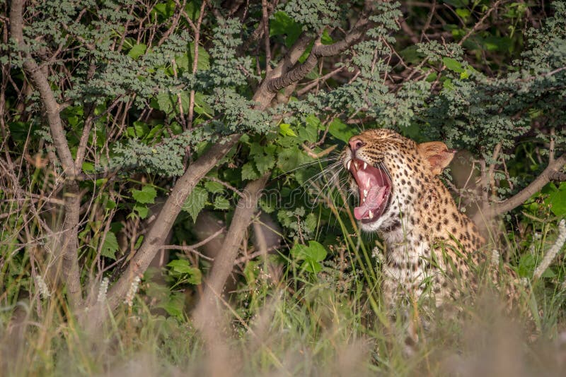 Leopard Yawning in the Bushes. Stock Photo - Image of africa, kruger ...