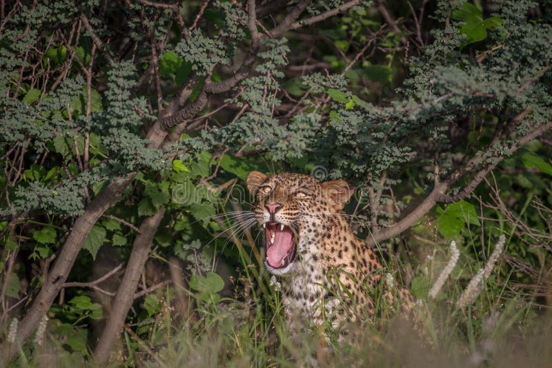 Leopard Yawning in the Bushes. Stock Photo - Image of looking ...