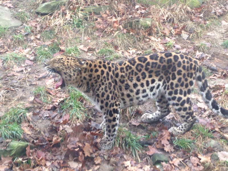 Leopard yawning stock photo. Image of body, leopard, full - 68596854