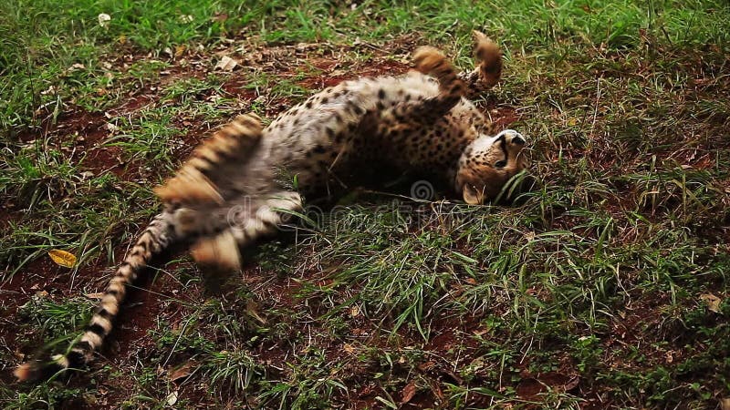 Leopard Stock Footage & Videos - 5,416 Stock Videos