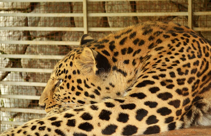 305 Sad Leopard Stock Photos - Free & Royalty-Free Stock Photos from ...