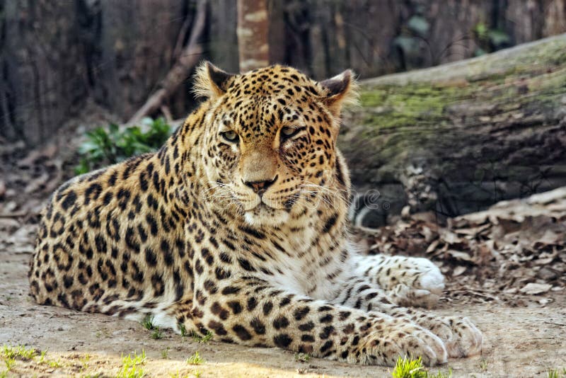 Leopard in the zoo stock photo. Image of safari, feline - 34349878