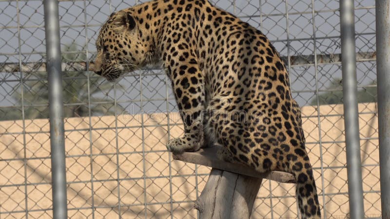 Leopard in Zoo Enclosure Looking Down in Captivity Stock Video - Video ...
