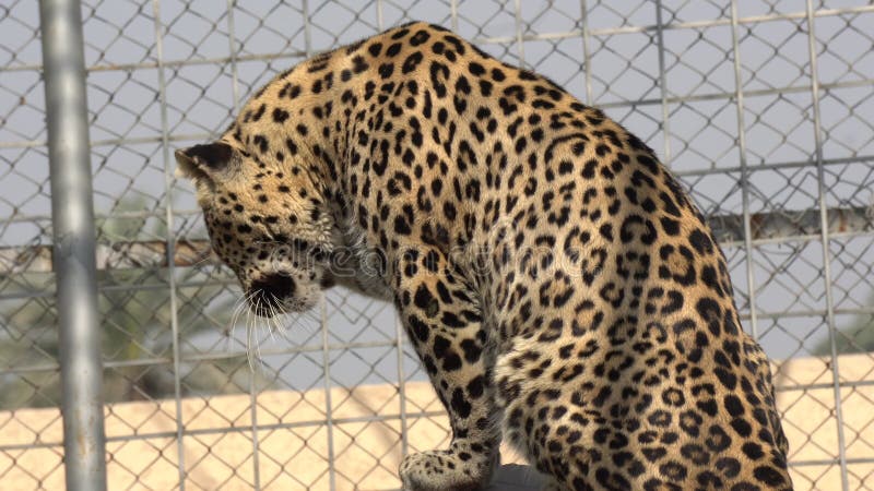 Leopard in Zoo Enclosure Looking Down in Captivity Stock Footage ...