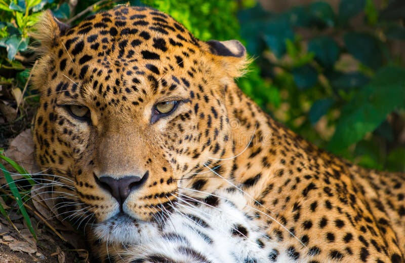Leopardess stock photo. Image of safari, outside, king - 32422318