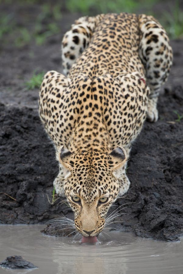 A Leopardess Drinking from a Muddy Pool. Stock Image - Image of muddy ...