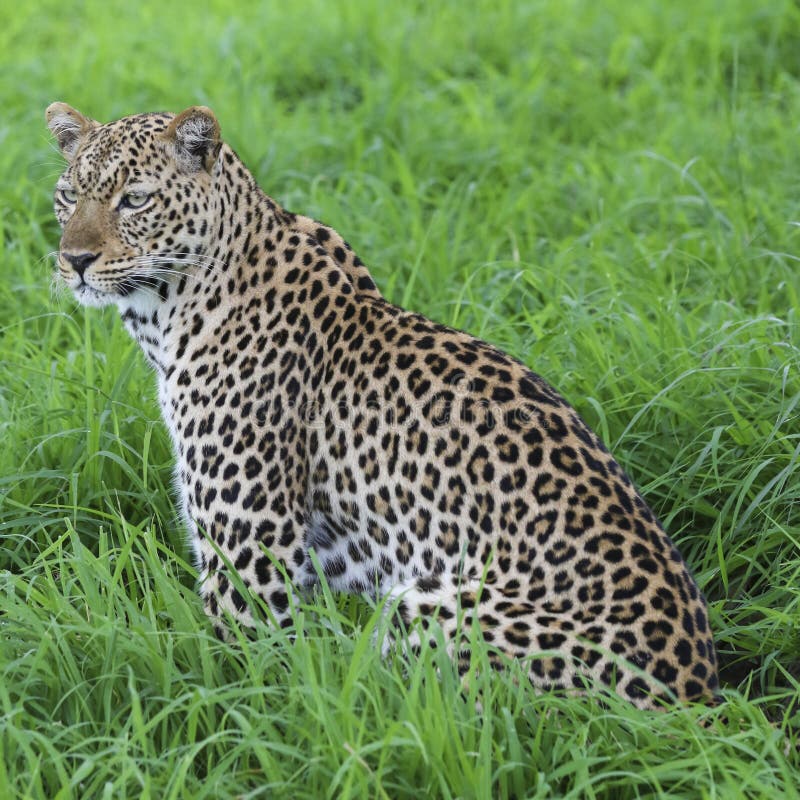 Leopardess Sitting in Grass Stock Photo - Image of authority, adult ...