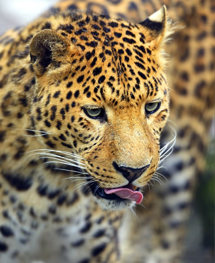 Leopardo fotografia stock. Immagine di animale, wildlife - 45960590