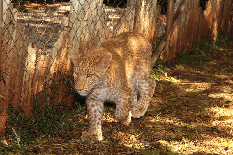 Leopardo Absolutamente único De La Fresa Imagen de archivo editorial ...