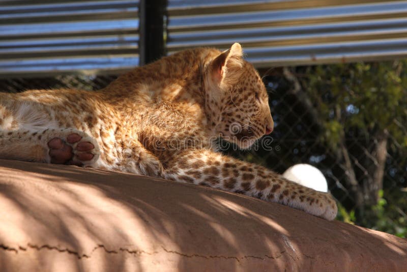 Leopardo Absolutamente único De La Fresa Imagen de archivo editorial ...
