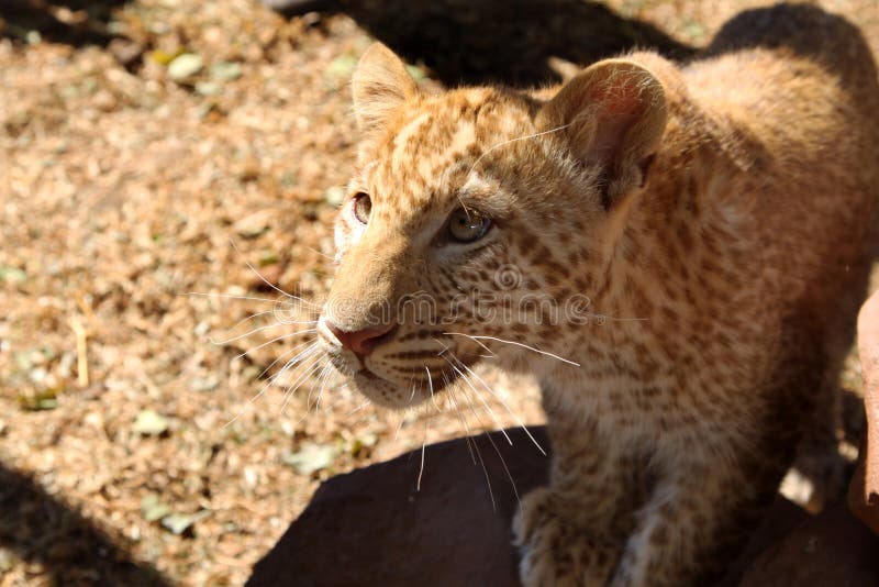 Leopardo Absolutamente único De La Fresa Imagen de archivo editorial ...