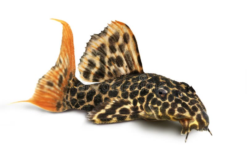 Pescados Del Acuario Del Leopardus De Pleco Pseudacanthicus Del Cactus ...