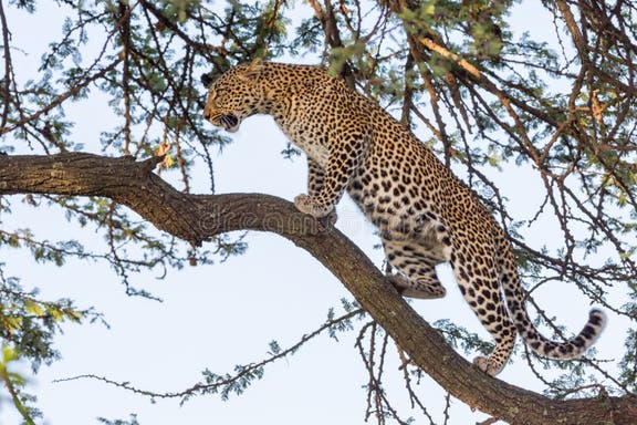 Leopardo Che Cammina Lungo Il Ramo Fotografia Stock - Immagine di ...