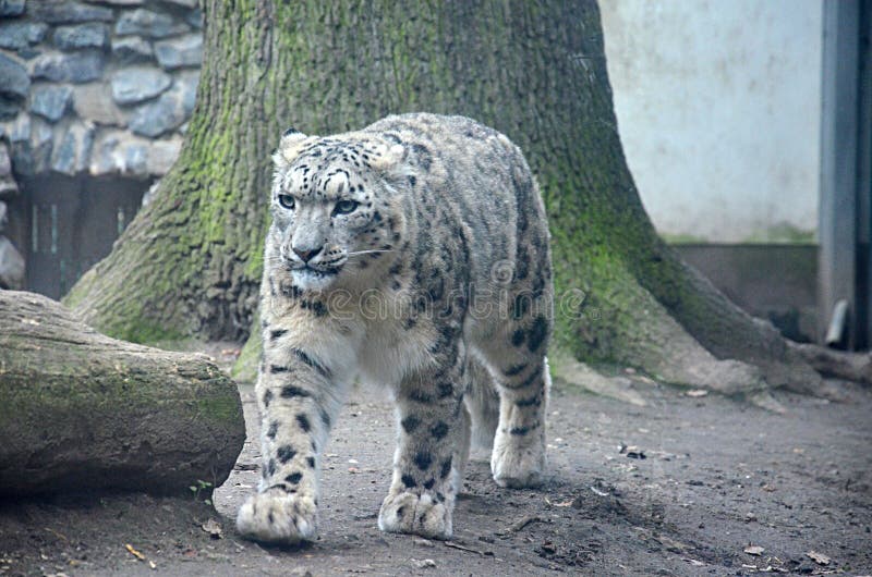 Leopardo-da-neve foto de stock. Imagem de irritado, neve - 220060826