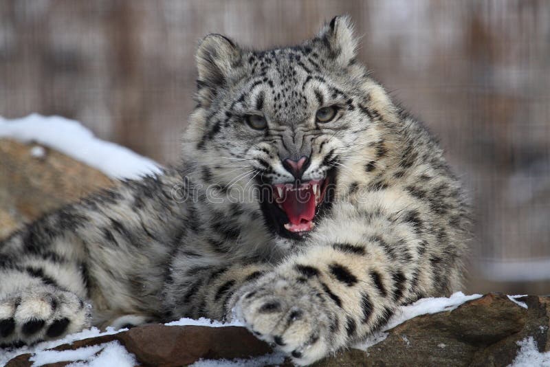 Leopardo de nieve imagen de archivo. Imagen de abierto - 5172283