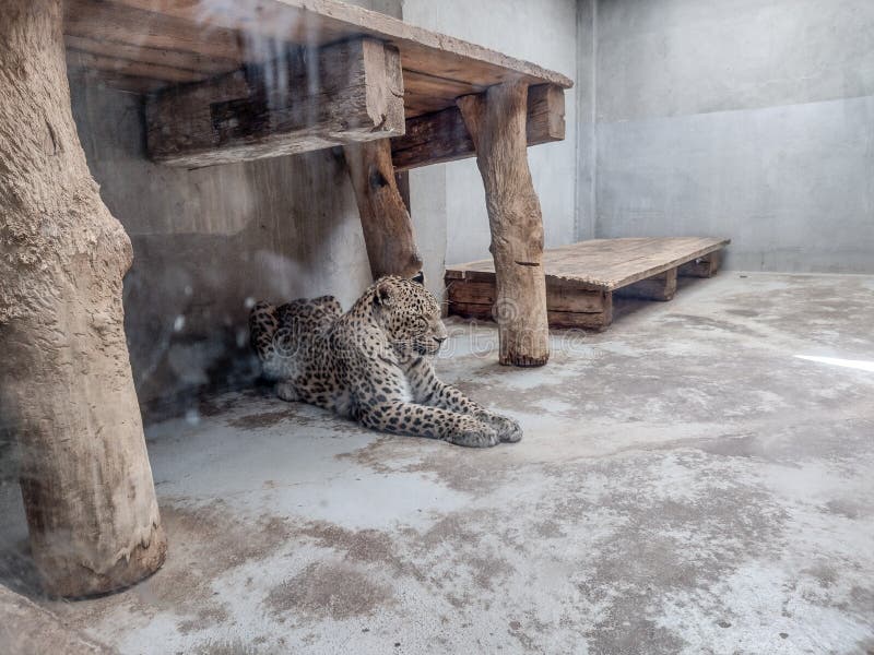Leopardo De Oradea Zoo Romania Imagen de archivo - Imagen de cubo ...