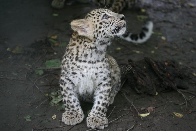 Gato de leopardo del bebé foto de archivo. Imagen de salvaje - 14583430