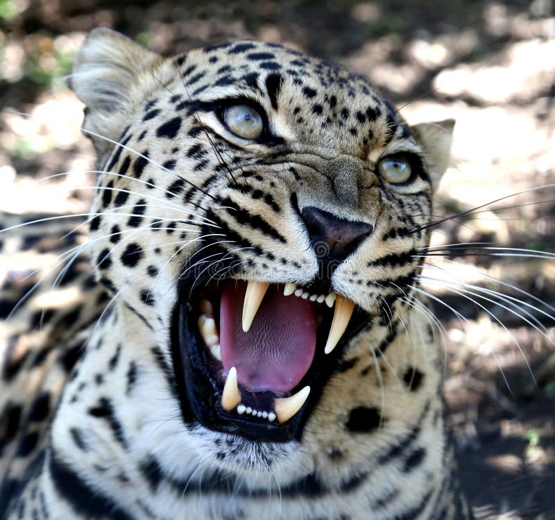 Leopardo Ringhiante Con Denti Enormi Immagine Stock - Immagine di ...