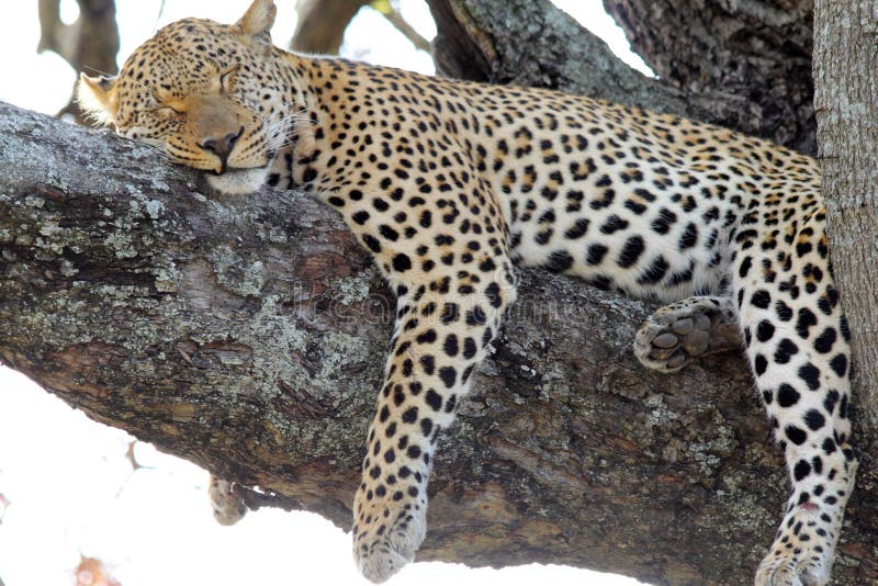 Leopardo dormido en árbol foto de archivo. Imagen de kruger - 72986326