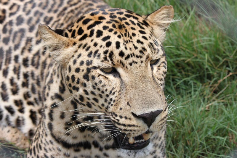 Leopardo blanco y negro imagen de archivo. Imagen de habitat - 39385695