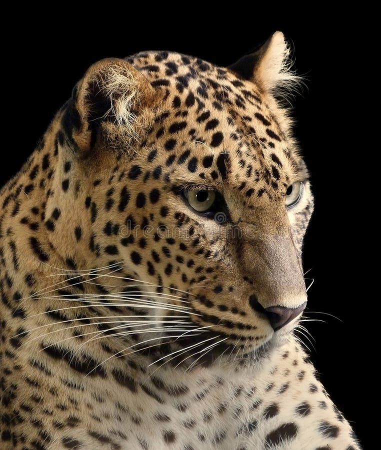 Dos Panteras En Parque Del Safari Foto de archivo - Imagen de panteras ...