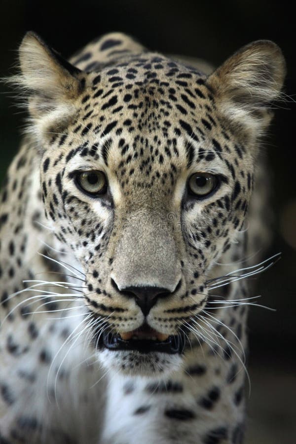 I Leopardi Persiani (saxicolor Di Pardus Della Panthera) Fanno Sesso ...