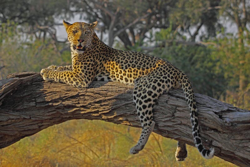 Leopardo pigro immagine stock. Immagine di leopardo, botswana - 38239291