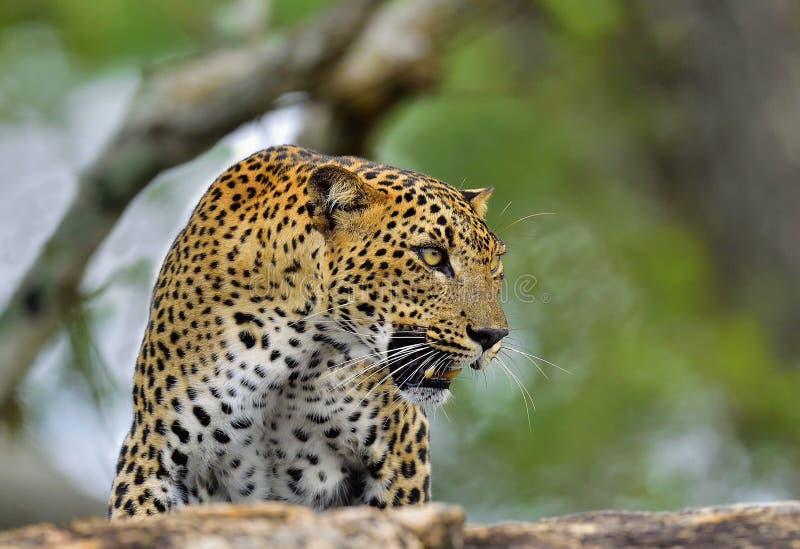 Leopardo Que Ruge La Hembra Srilanquesa Del Kotiya Del Pardus Del ...