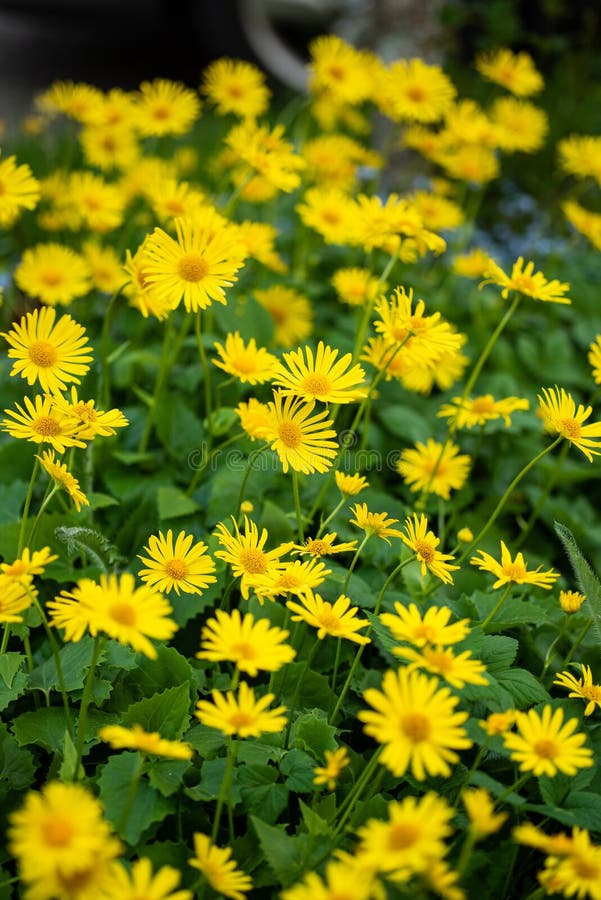 Catarii - Photographer profile