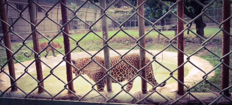 Leopards in the Cage Ready for a Fight Stock Photo - Image of insect ...