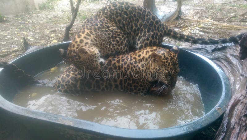 Yawning Leopard stock photo. Image of attraction, game - 369622