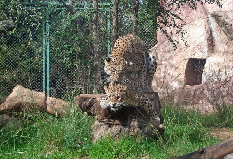 Leopards mate stock photo. Image of captive, behaviour - 24500176