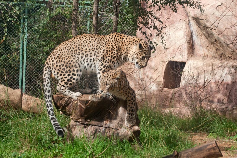 Leopards mate stock image. Image of mate, rock, pair - 25023399