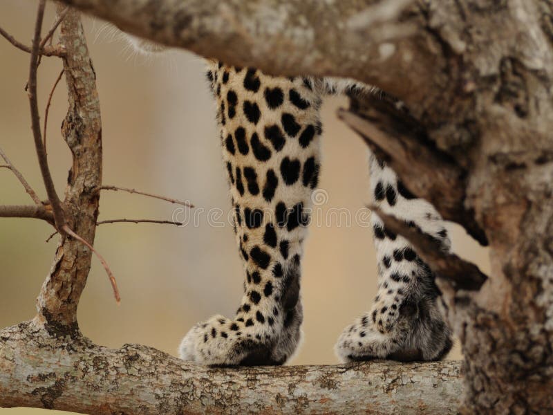 Leopards Paws stock image. Image of africa, national - 21351003