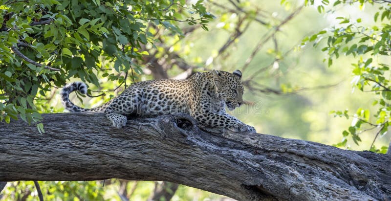 Leopards on a Tree Trunk in Botswana, Africa Stock Photo - Image of botswana, leopard: 312147912