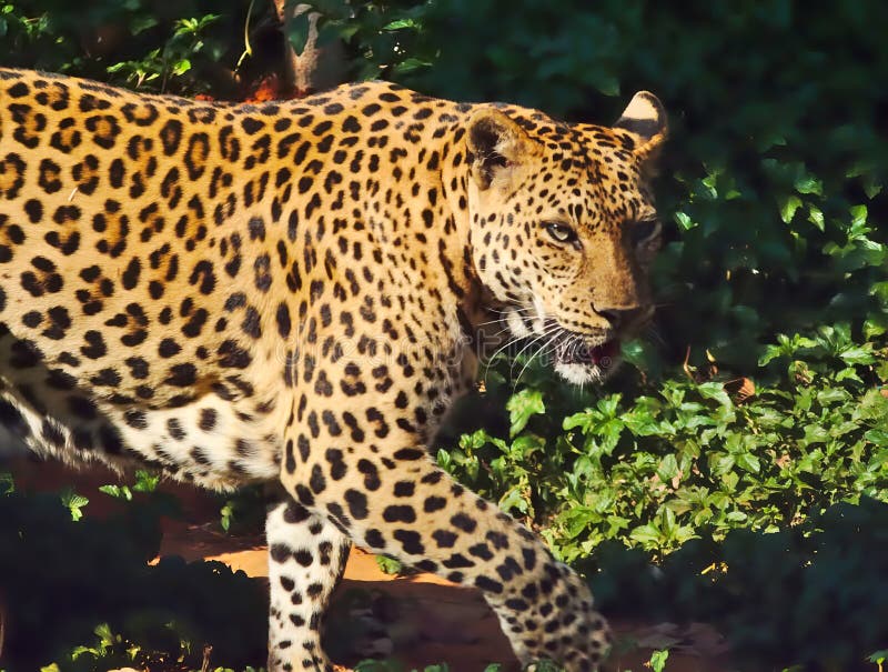 Leopard is walking. stock photo. Image of wild, panther - 138696008