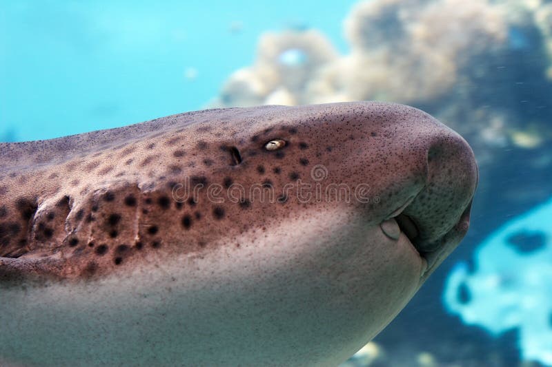 LeopardShark stock photo. Image of scuba, leopard, australia - 665278