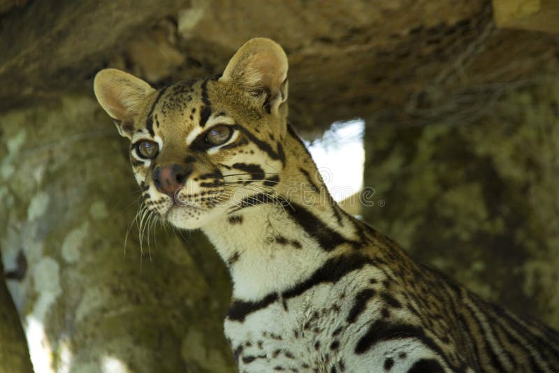 Leopardus pardalis stock photo. Image of nature, animal - 15733096