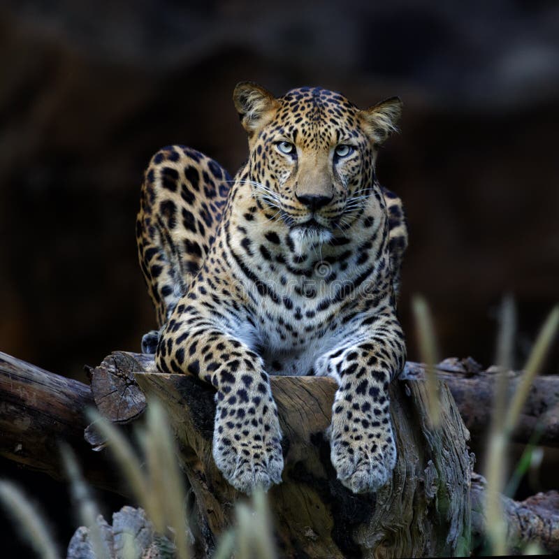 Leopars looking stock photo. Image of habitat, safari - 85344724