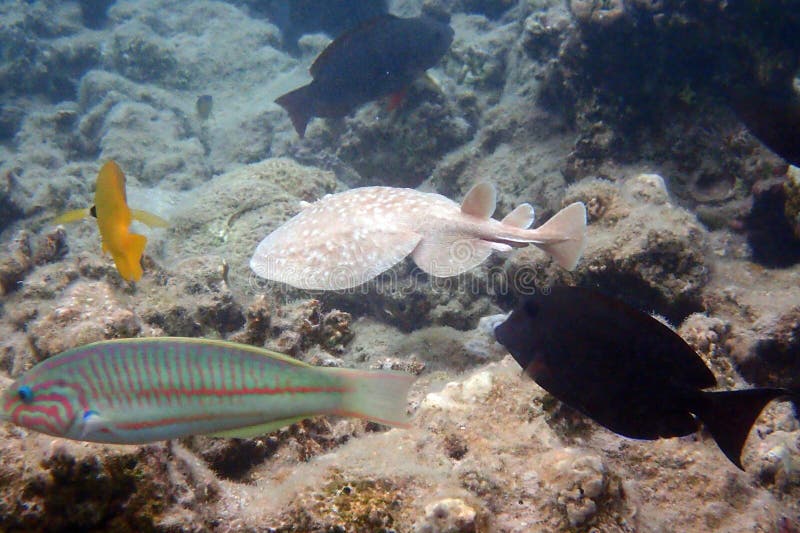 Leopard Electric Fish Red Sea Stock Photo - Image of coral, home: 305892036