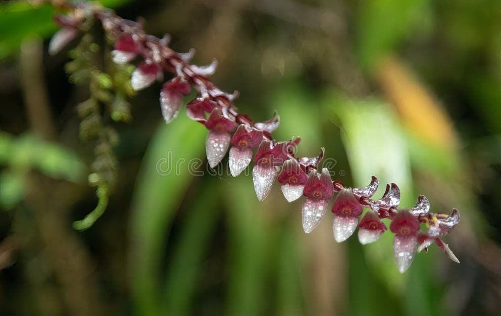 Lepanthopsis Orchid stock photo. Image of leaf, twig - 362194006