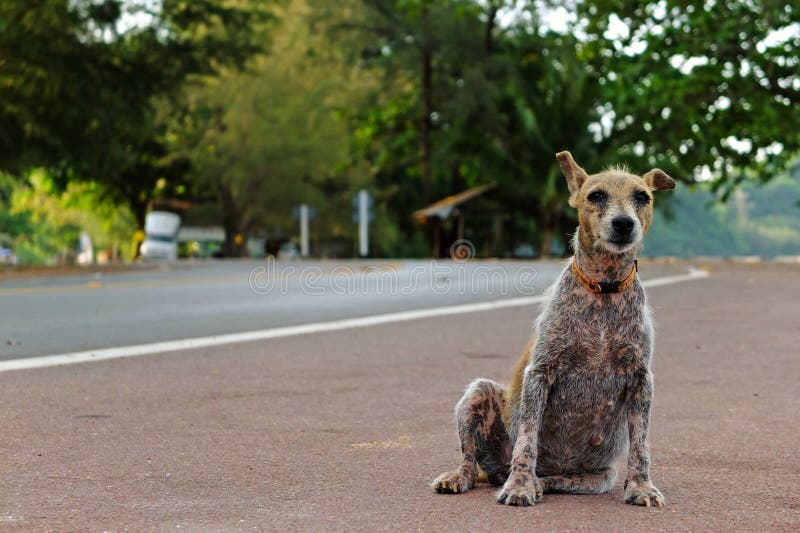 Leper dog stock photo. Image of animal, leper, street - 43289990