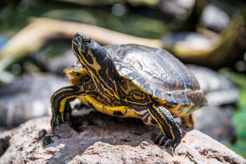 Leper Galapago Close at Zoo Stock Image - Image of carapace, mauremys ...