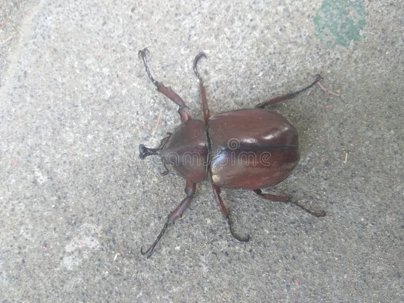 Lepidiota Stigma Ampal the Exotic Animal from Asia Indonesia Stock ...