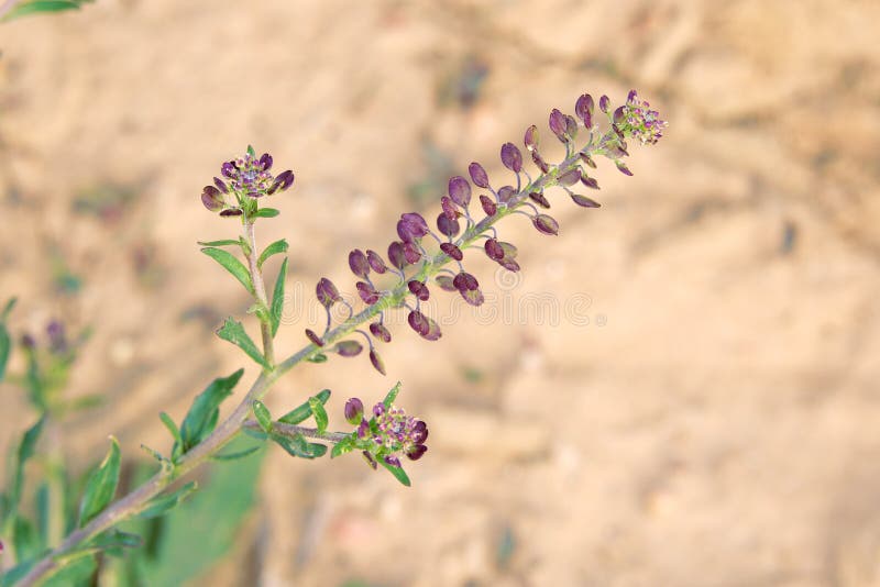Lepidium apetalum stock photo. Image of fruit, fruits - 242656712