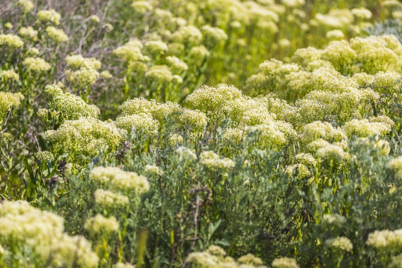 Lepidium Draba Grows in the Wild Stock Photo - Image of garden, growing ...