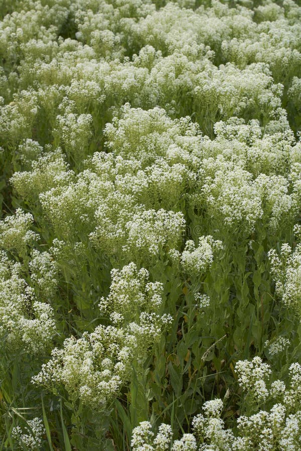 Lepidium Draba Plant in Bloom Stock Image - Image of cardaria, weed ...