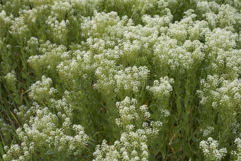 Lepidium Draba Plant in Bloom Stock Photo - Image of hoary, natural ...